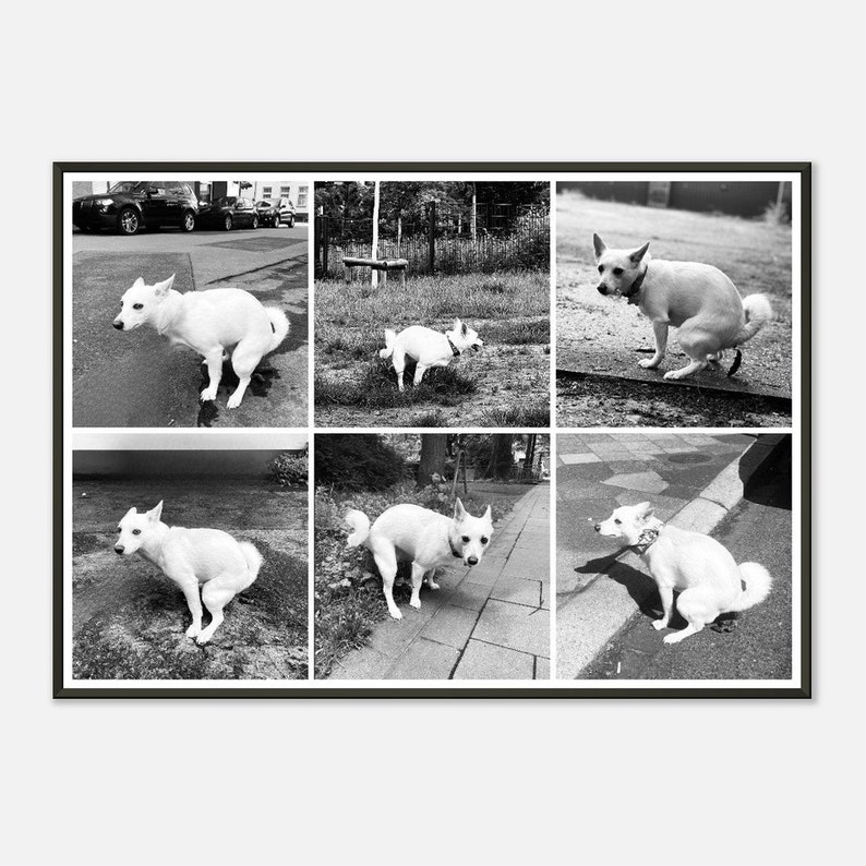 Customizable Dog Collage Poster 2x3 My Pooping Dog as a Wall Picture ...