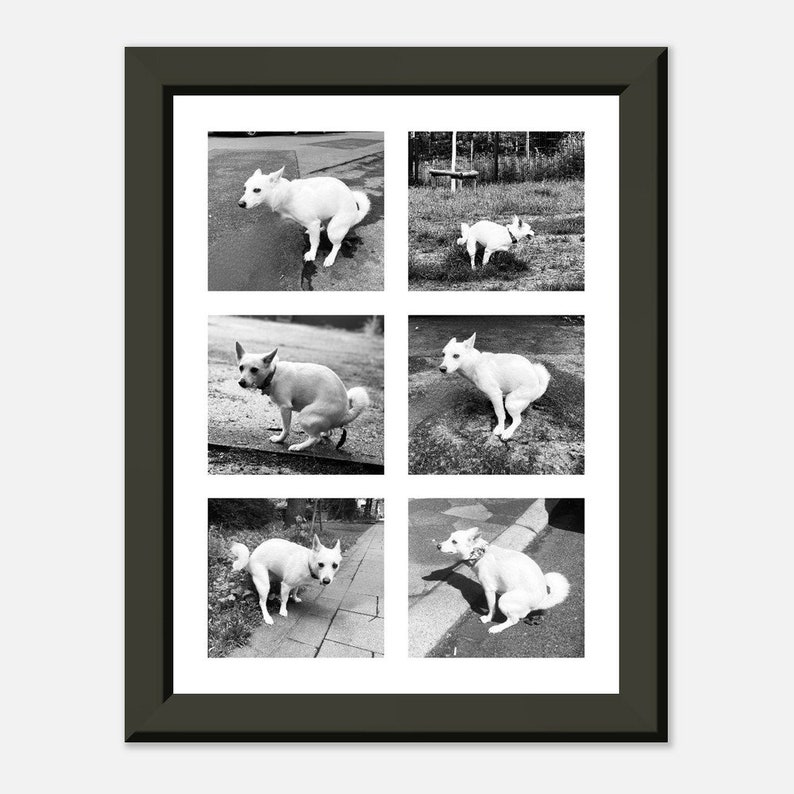 Customizable Dog Collage Poster 2x3 My Pooping Dog as a Wall Picture ...