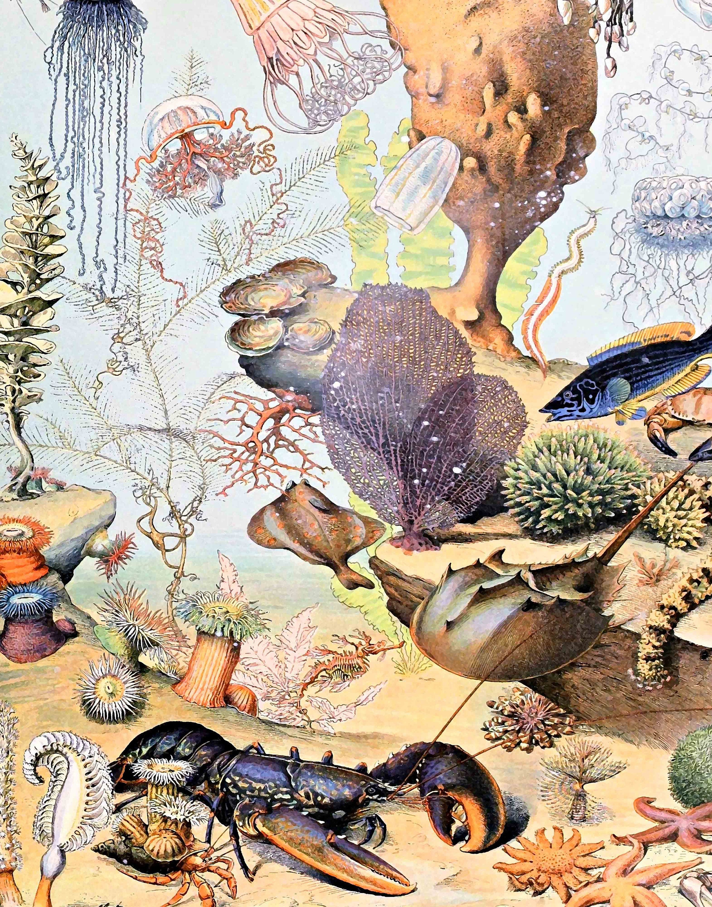 Ocean Adolphe Millot Art Print Sea Life Poster Vintage Style Ocean Art