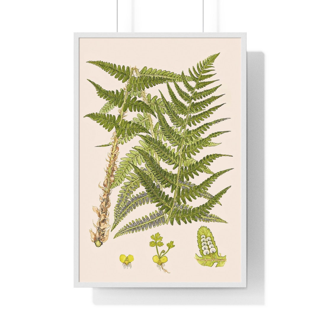 Fern Print, Botanical Illustration, Dryopteris Filix-mas, Green Fern ...