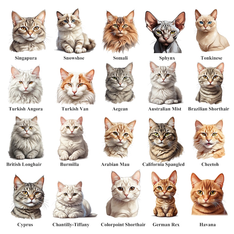 Cat Clipart, Cute Cat Clipart, Cat Breeds Clipart, Cat in the World - Etsy