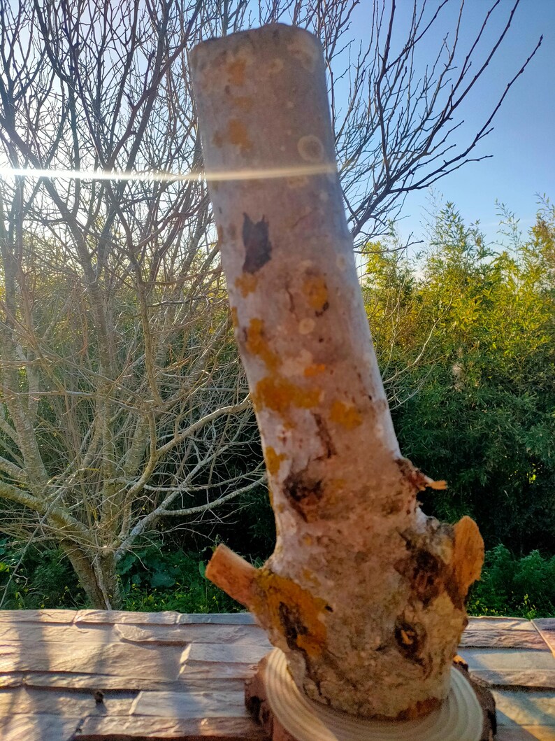 Aspen Wood Log for Rustic Decor - Populous Alba Tree Trunk - DIY Crafts ...