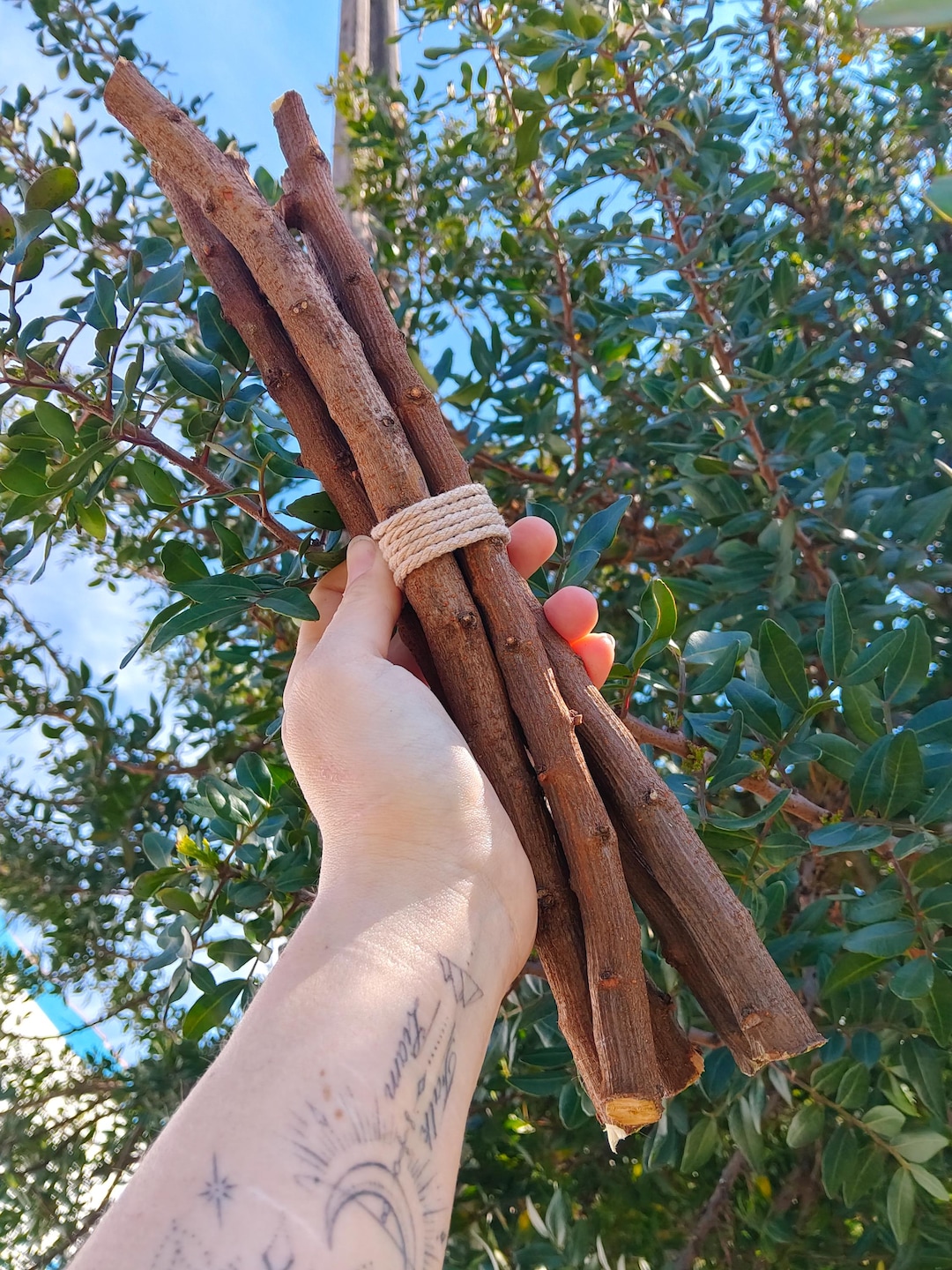 Mastic Tree Wood Sticks Branches for Rustic Decor - Lentisk Tree ...