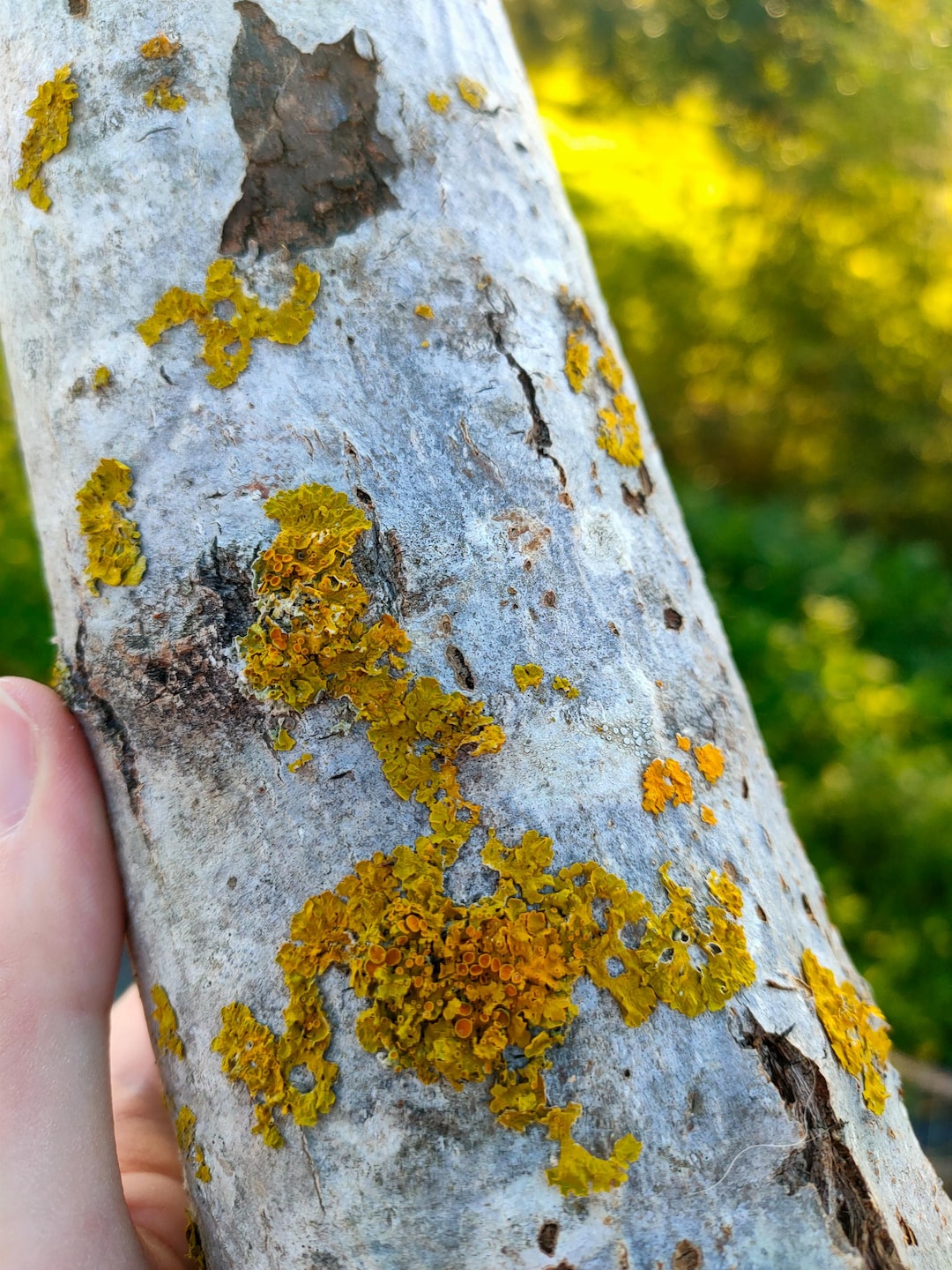 Aspen Wood Log for Rustic Decor - Populous Alba Tree Trunk - DIY Crafts ...