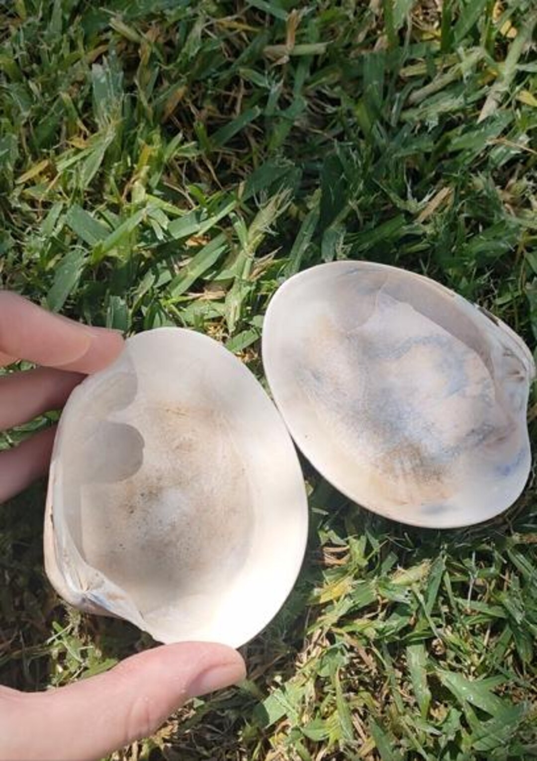 Beach Shells - Aquarium Double Clam Shells - Extra Large Clam Shells ...