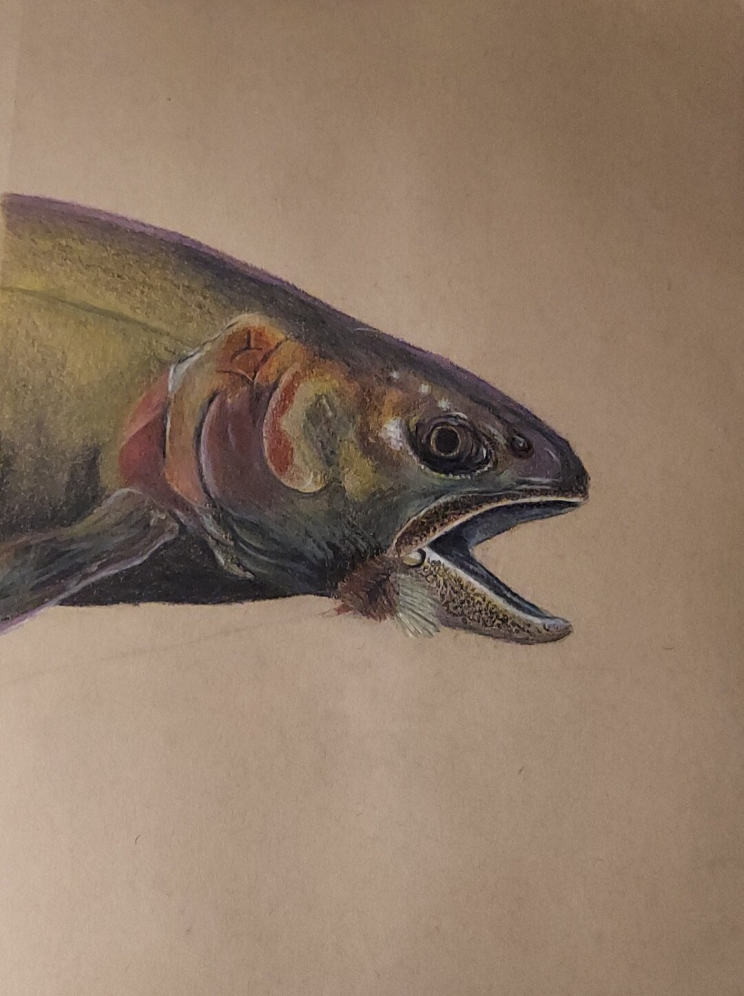Cutthroat Trout Print - Etsy