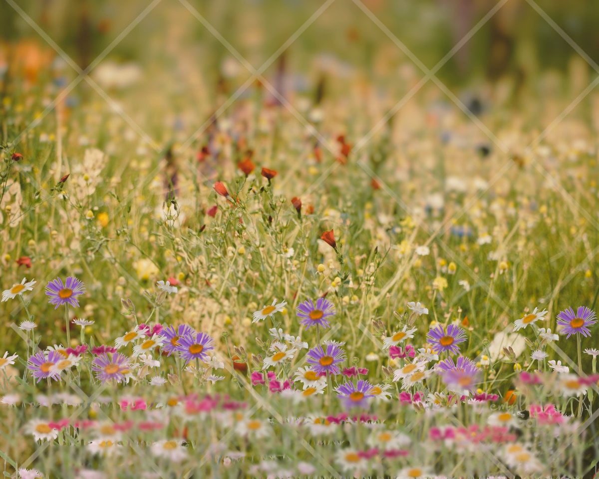 Wildflower Field Background, Digital Backdrop Photography, Portrait ...