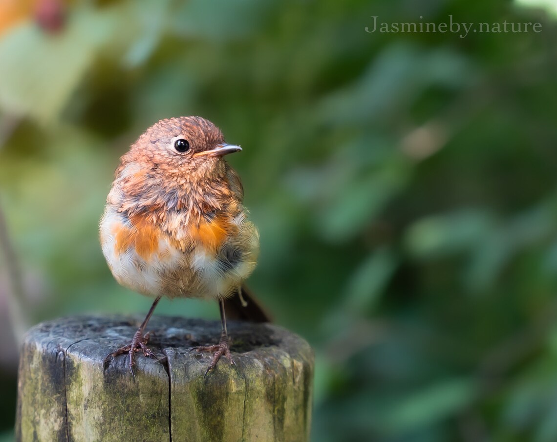 Robin Photograph - Etsy UK