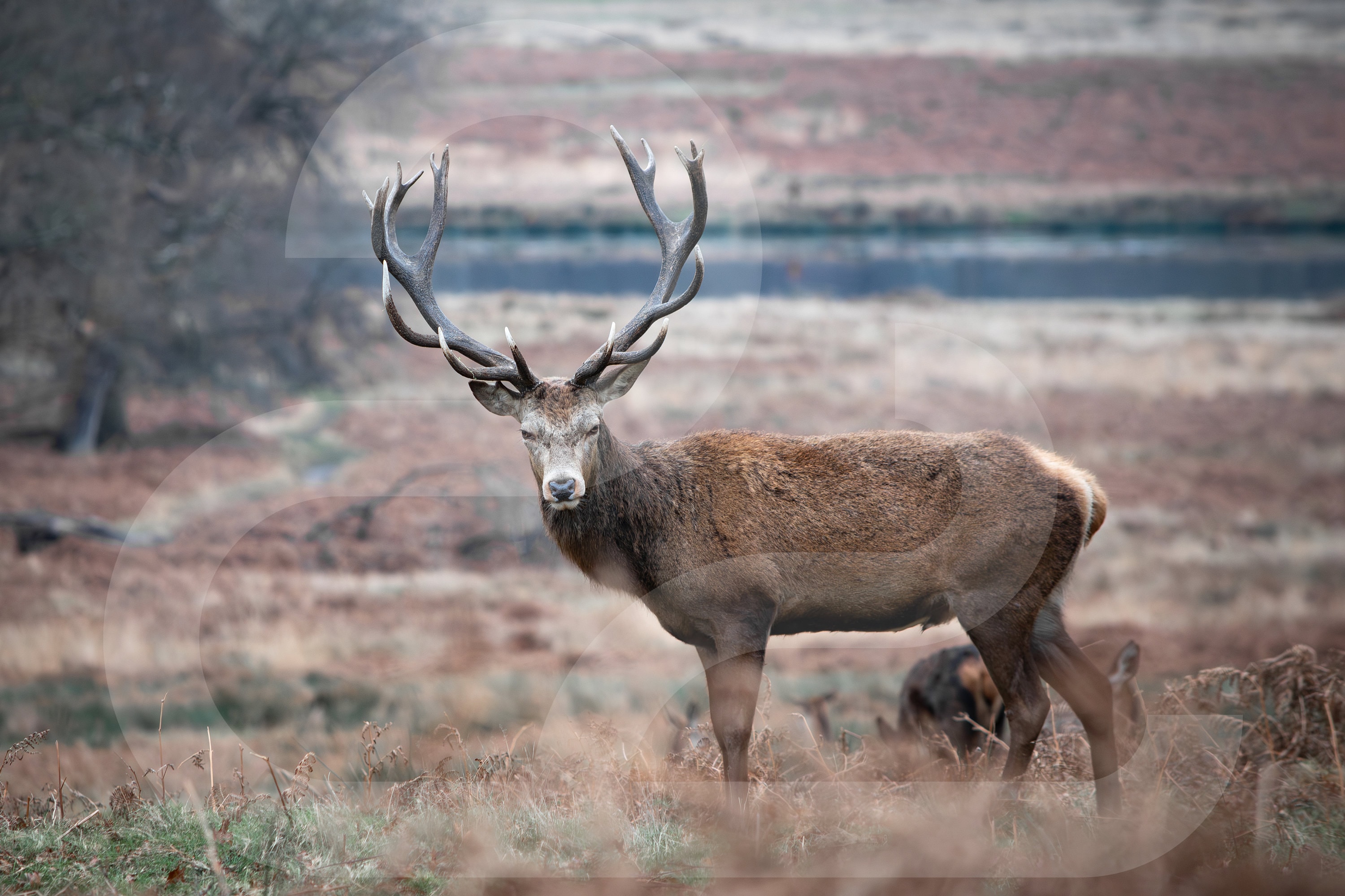 Deer Photo - Digital Download - Etsy