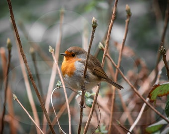 Robin Bird Printable Photo Digital Photography Instant Download Birds ...