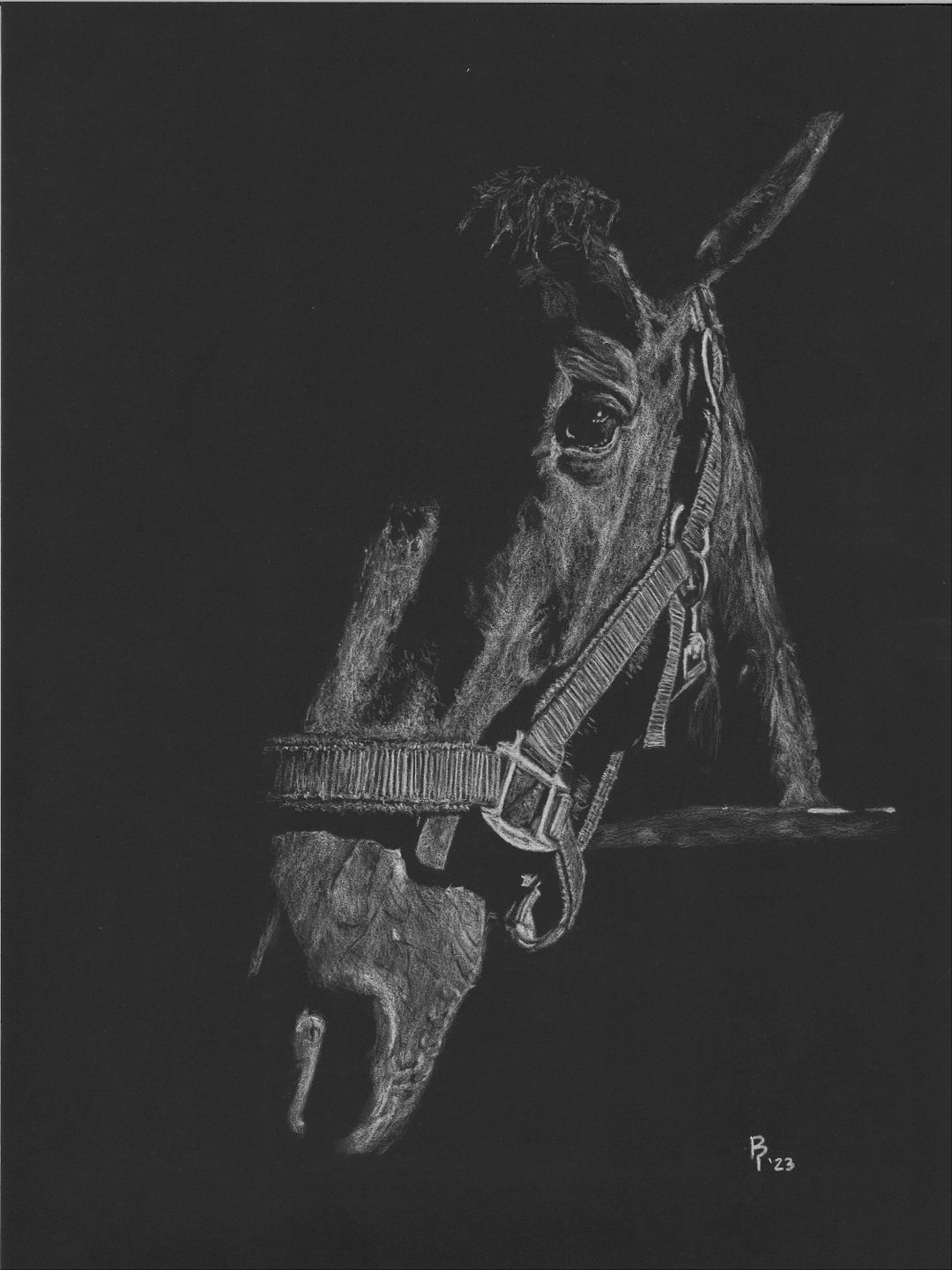 Horse in Stall White Charcoal Drawing of Horse in Stall on Black Paper ...