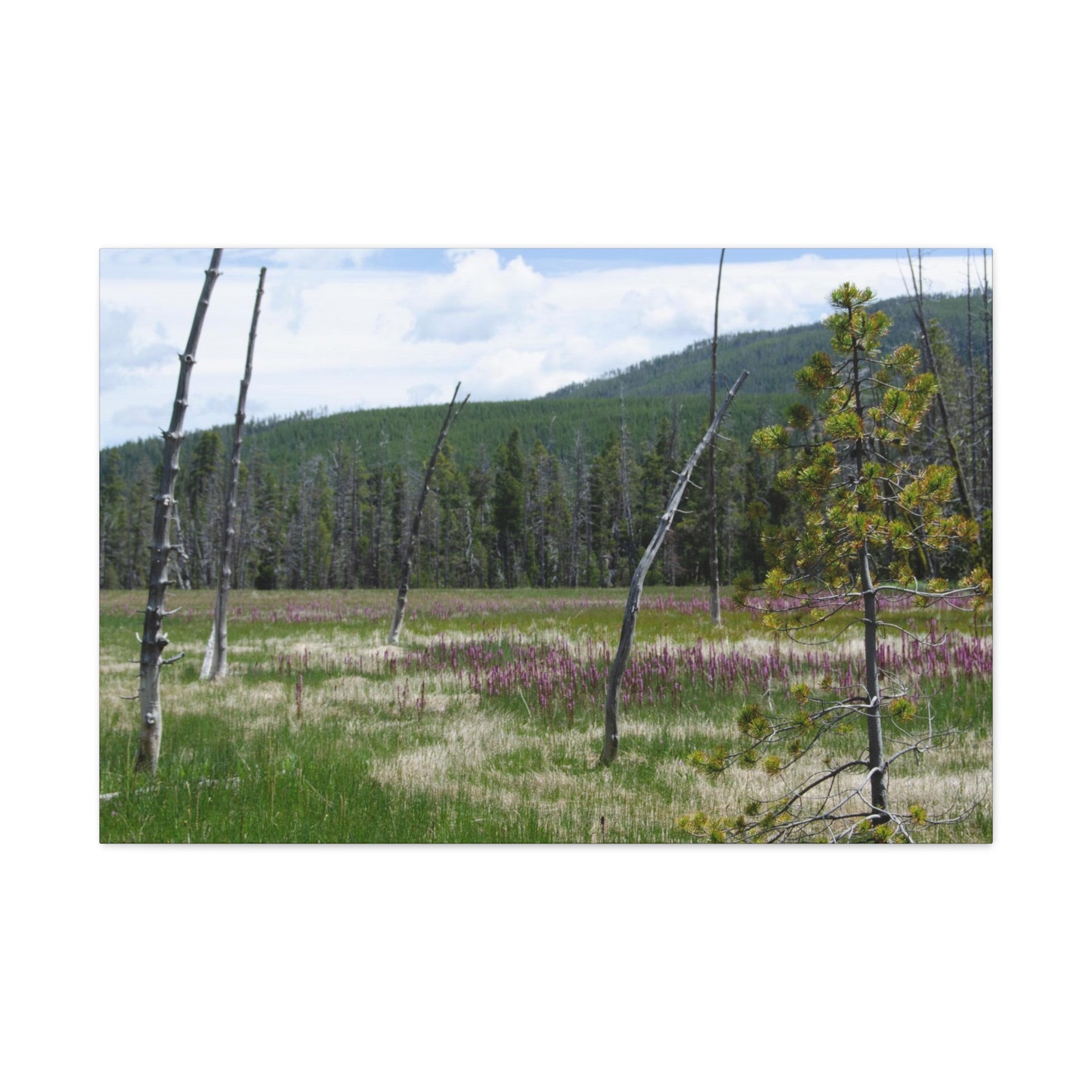 Canvas Wrap - Yellowstone - Etsy