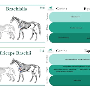 Veterinary Physiotherapy Muscle Anatomy Revision Cards (digital) - Etsy