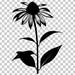 Coneflower Svg, Echinacea Flower Vector, Echinacea Blossom Vector ...