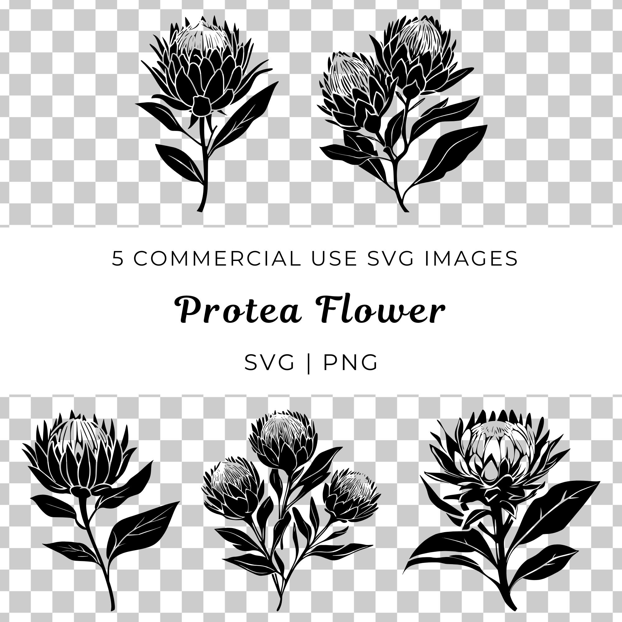 Protea Flower SVG, Botanical Vector, Tropical Floral Design (digital ...