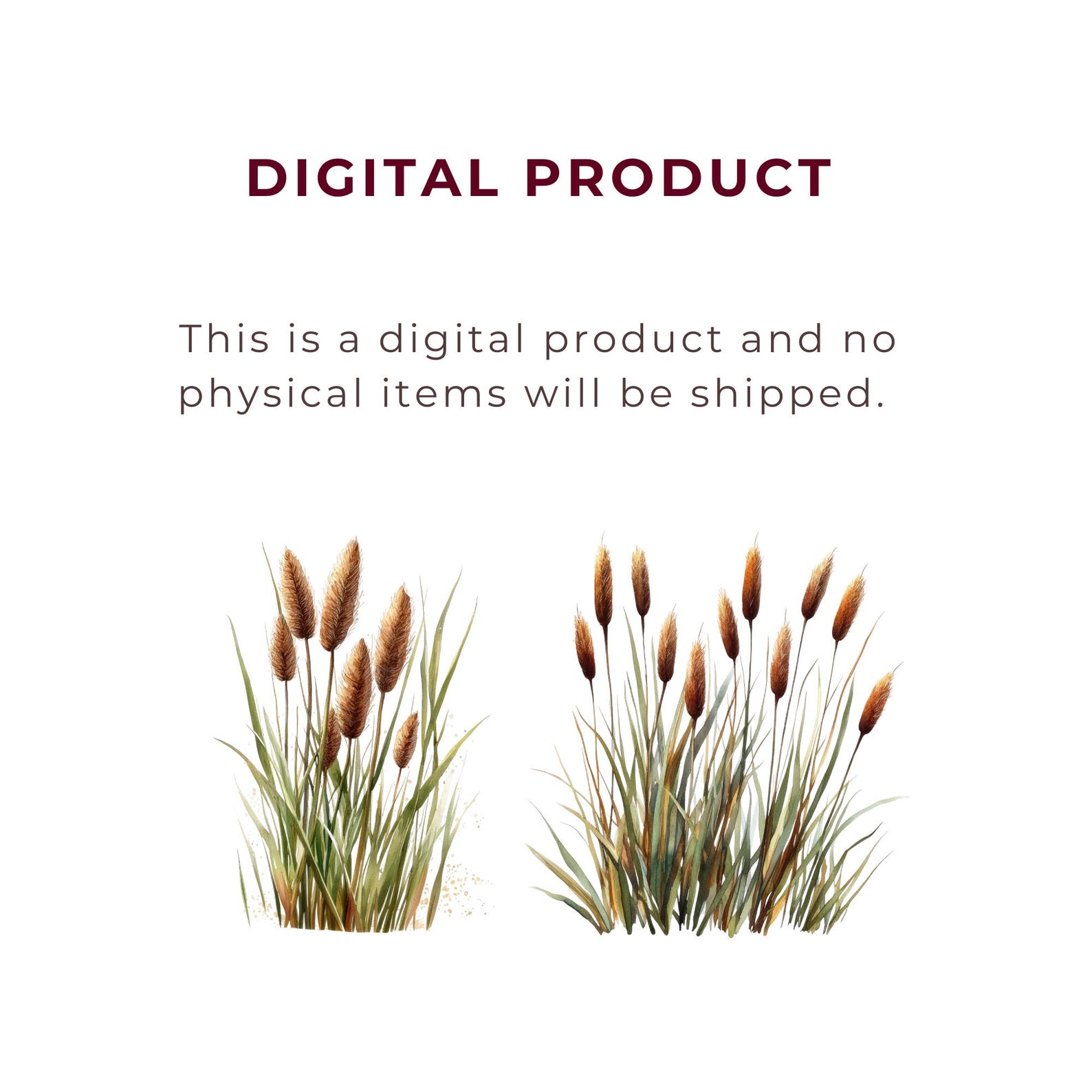 Cattails Png, Cattail Clipart, Bulrush Plant Png, Wild Grass Png, Reeds ...