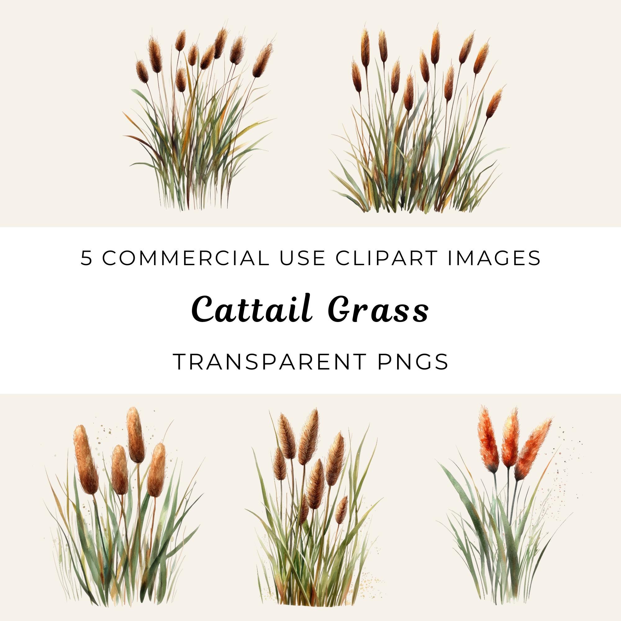 Cattails Png, Cattail Clipart, Bulrush Plant Png, Wild Grass Png, Reeds ...