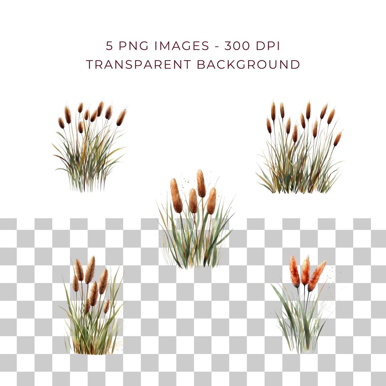 Cattails Png, Cattail Clipart, Bulrush Plant Png, Wild Grass Png, Reeds ...