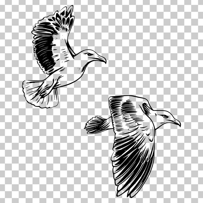 Seagull Svg, Coastal Bird Vector, Beach Bird Svg, Flying Seagull Vector ...