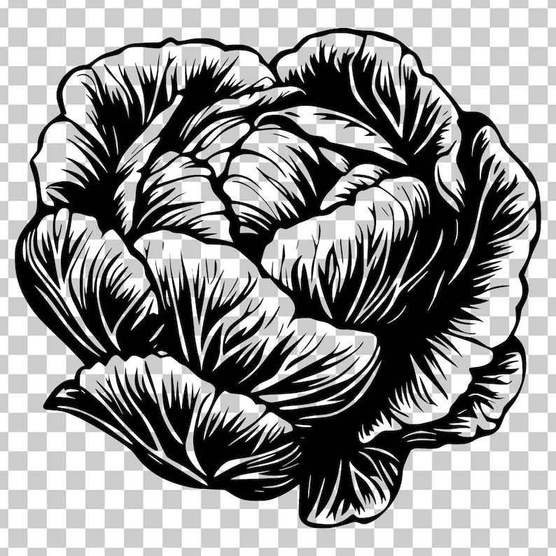 Cabbage Svg, Vintage Botanical Garden Produce Png, Vegetable Engraving ...