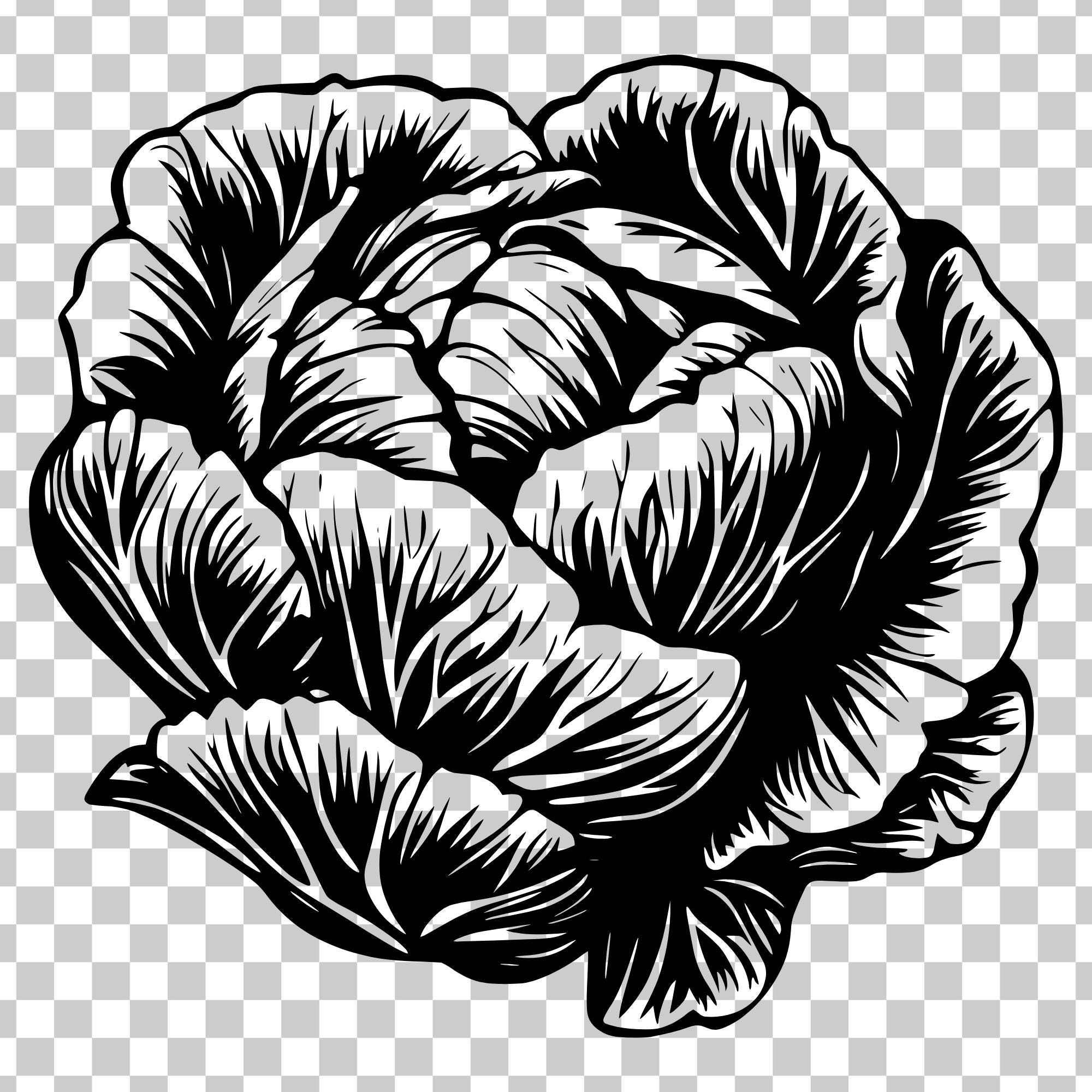 Cabbage Svg, Vintage Botanical Garden Produce Png, Vegetable Engraving ...