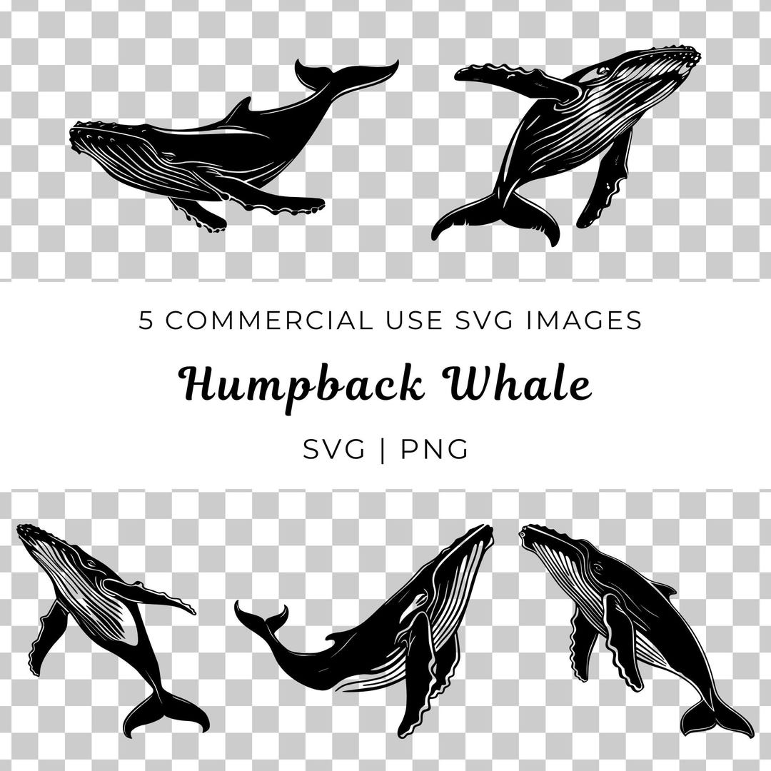 Humpback Whale Svg, Ocean Svg, Sea Animal Svg, Marine Life Svg, Ocean ...