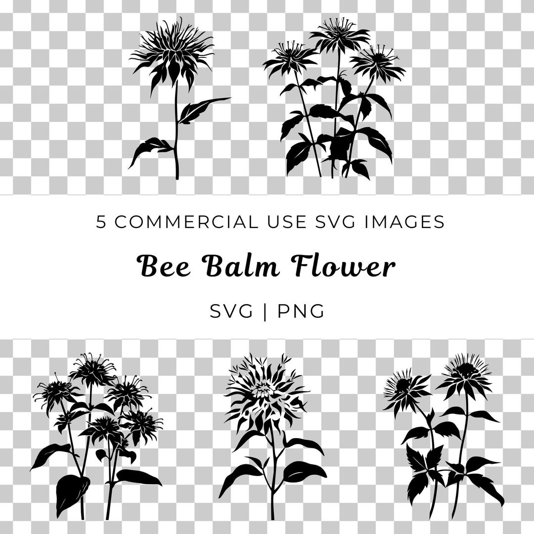 Bee Balm Flower Svg, Wildflower Bloom Vector, Monarda Blossom Svg ...