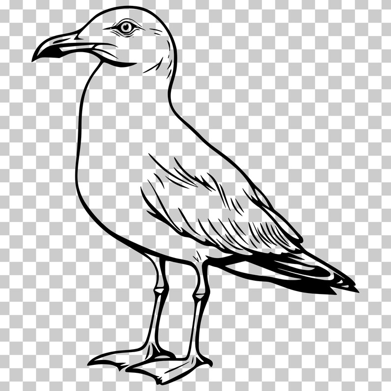 Seagull Svg, Coastal Bird Vector, Beach Bird Svg, Flying Seagull Vector ...