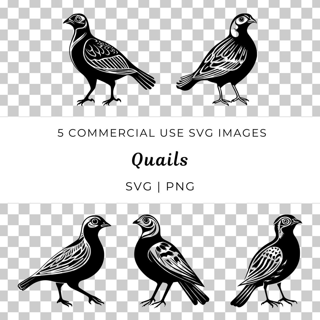 Quails Vector, Small Bird Vector, Nature Bird Svg, Ground Bird Vector ...