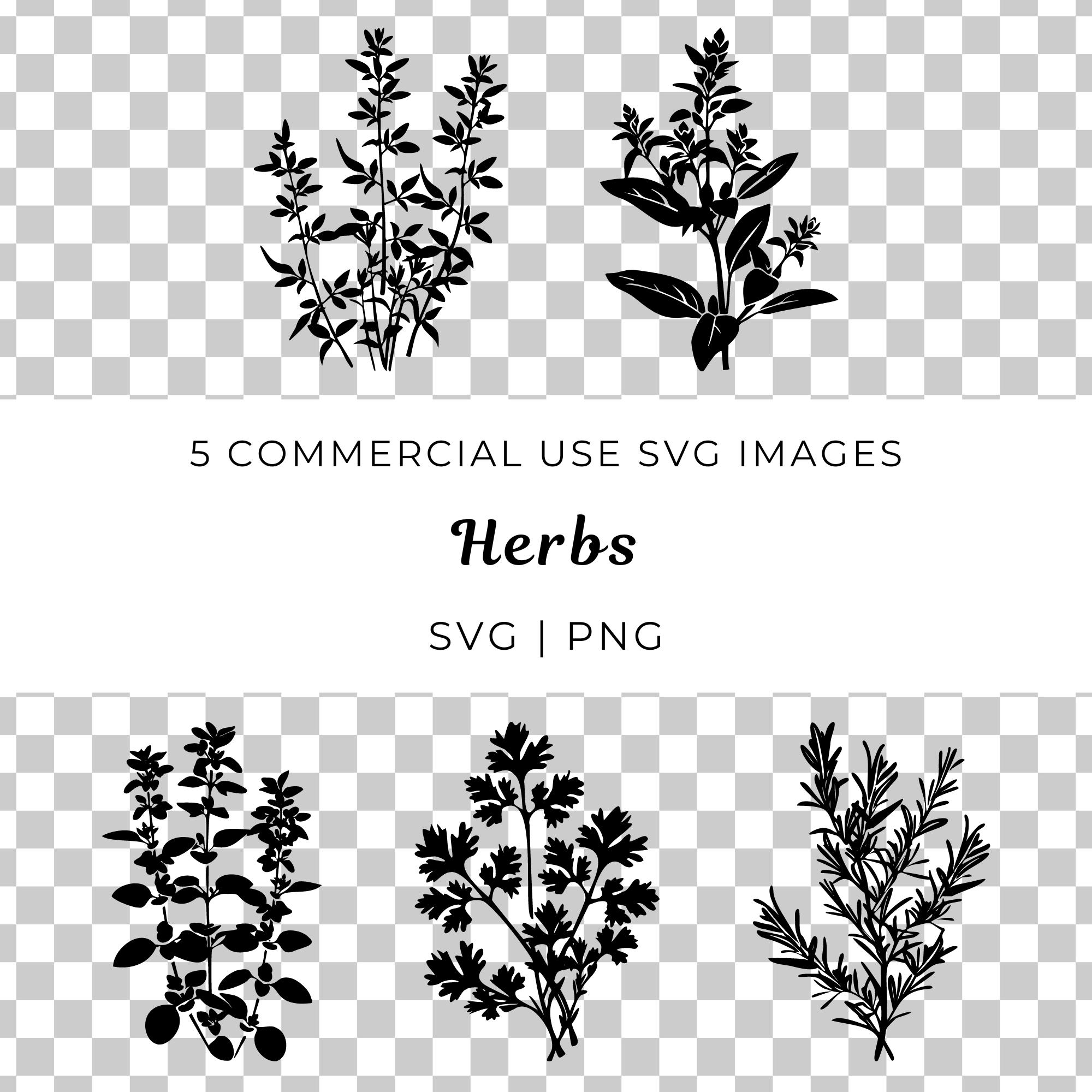 Fresh Herbs Svg, Herb Svg, Herbs Png, Oregano Svg, Herb Drawings, Thyme ...