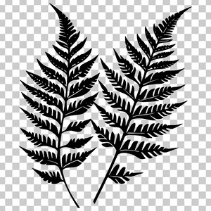 Fern Leaf Svg, Botanical Design Vector, Leaf Pattern Svg, Tropical Fern ...