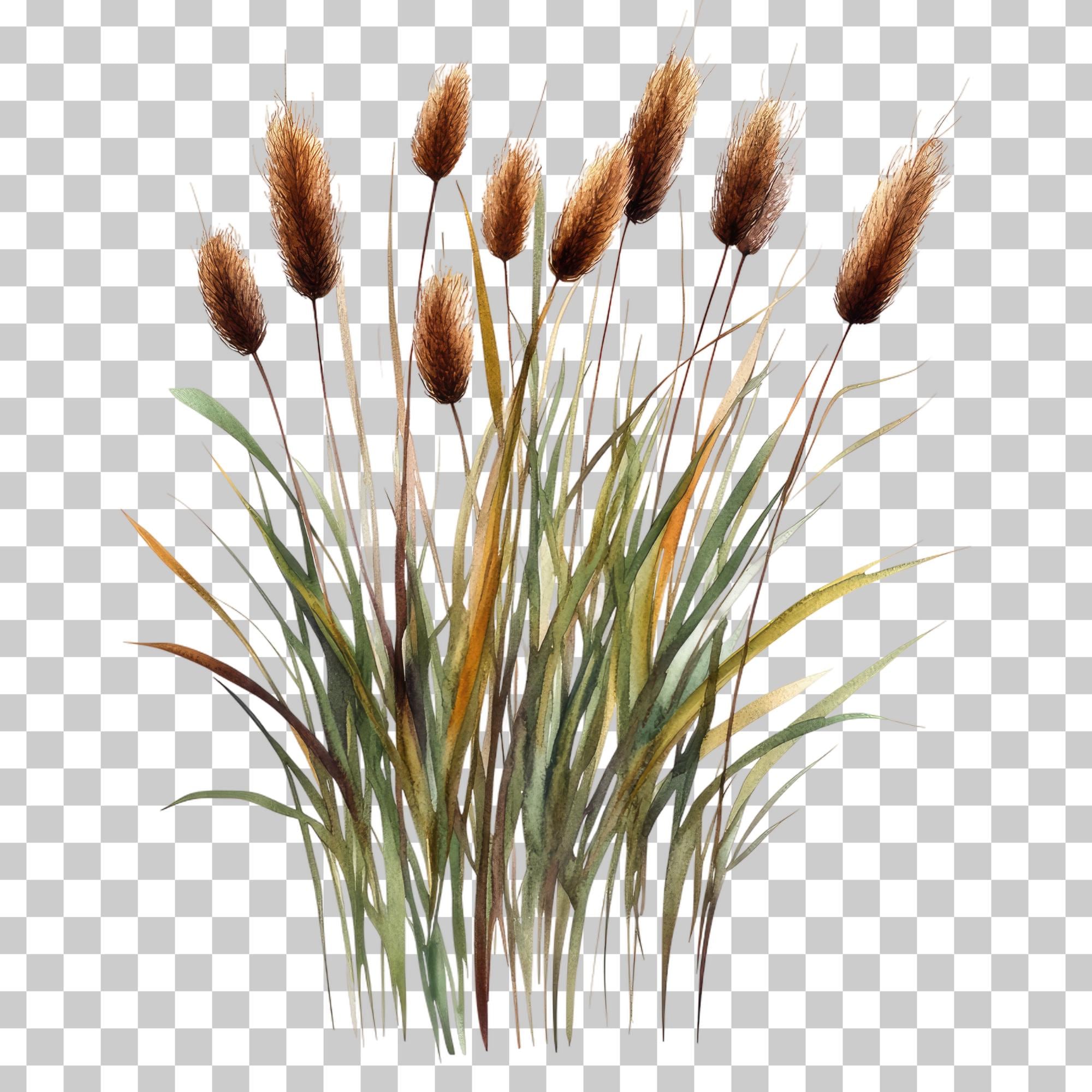 Cattails Png, Cattail Clipart, Bulrush Plant Png, Wild Grass Png, Reeds ...