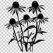 Coneflower Svg, Echinacea Flower Vector, Echinacea Blossom Vector ...