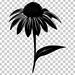 Coneflower Svg, Echinacea Flower Vector, Echinacea Blossom Vector ...