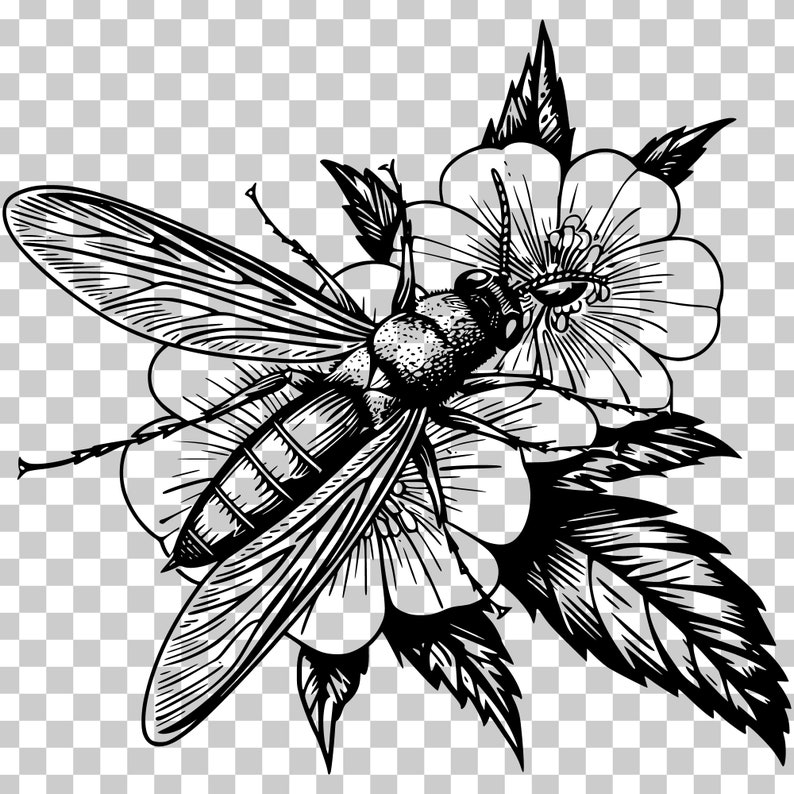 Insects Svgs, Bug PNG Images, Nature Themed Clipart, Insect Themed ...