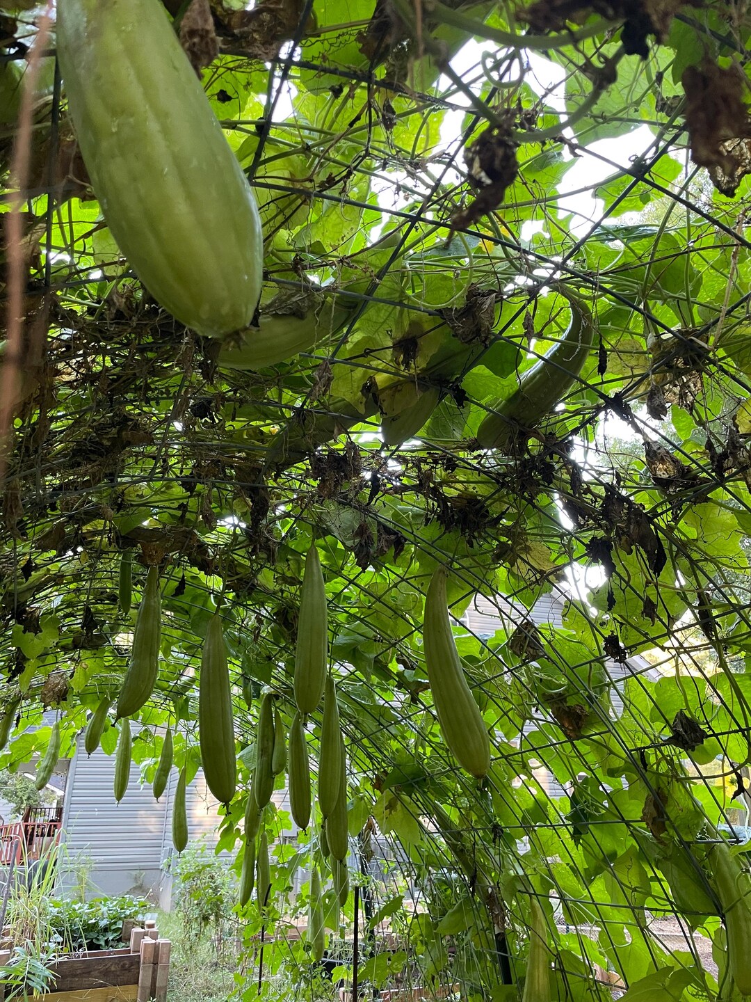 Guide to Growing Your Loofah - Etsy