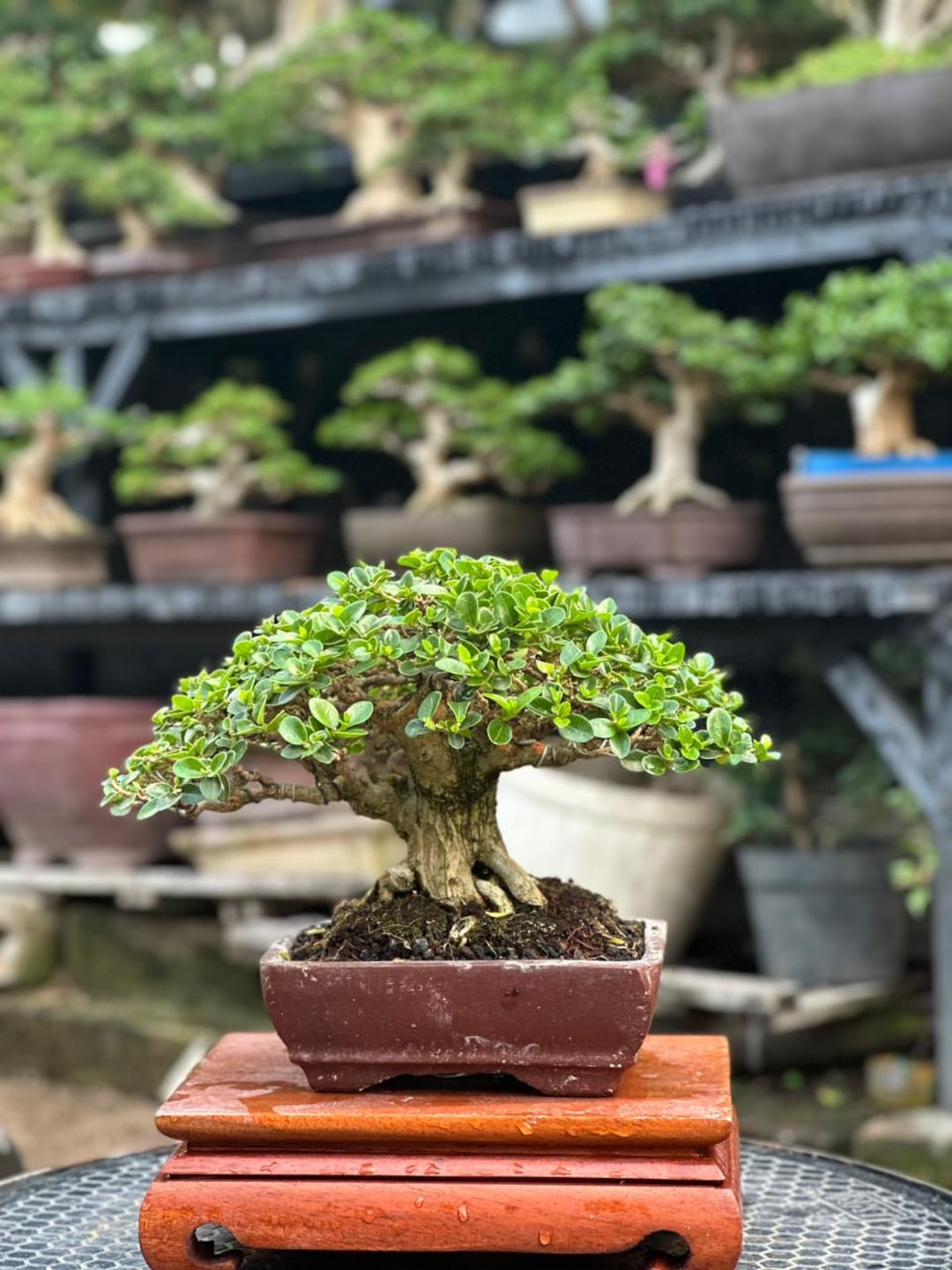 Real Premna Microphylla Bonsai Tree - Etsy