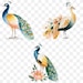 Watercolor Peacock Clipart: Elegant Bird Illustrations (digital ...
