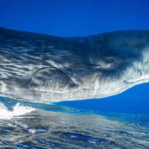 Young Spermwhale Coming Close - Fine Art Wildlife Photography Print - Etsy