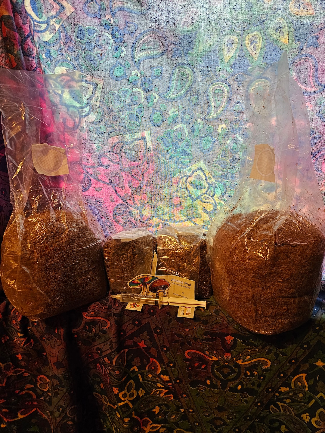 Lion's Mane DIY Kit - Etsy