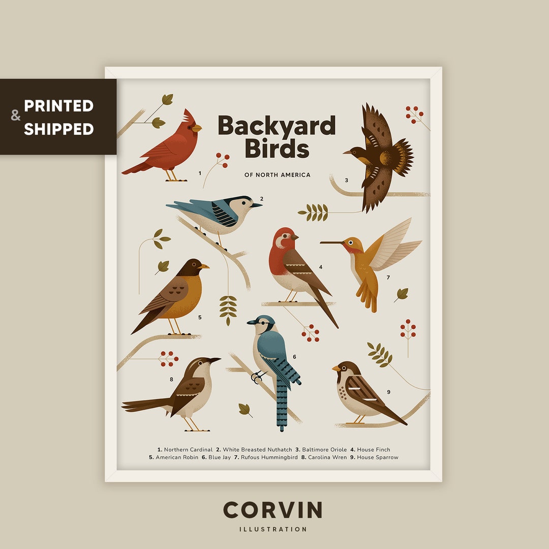 Educational Birds Illustration Poster, Montessori Learning Print ...