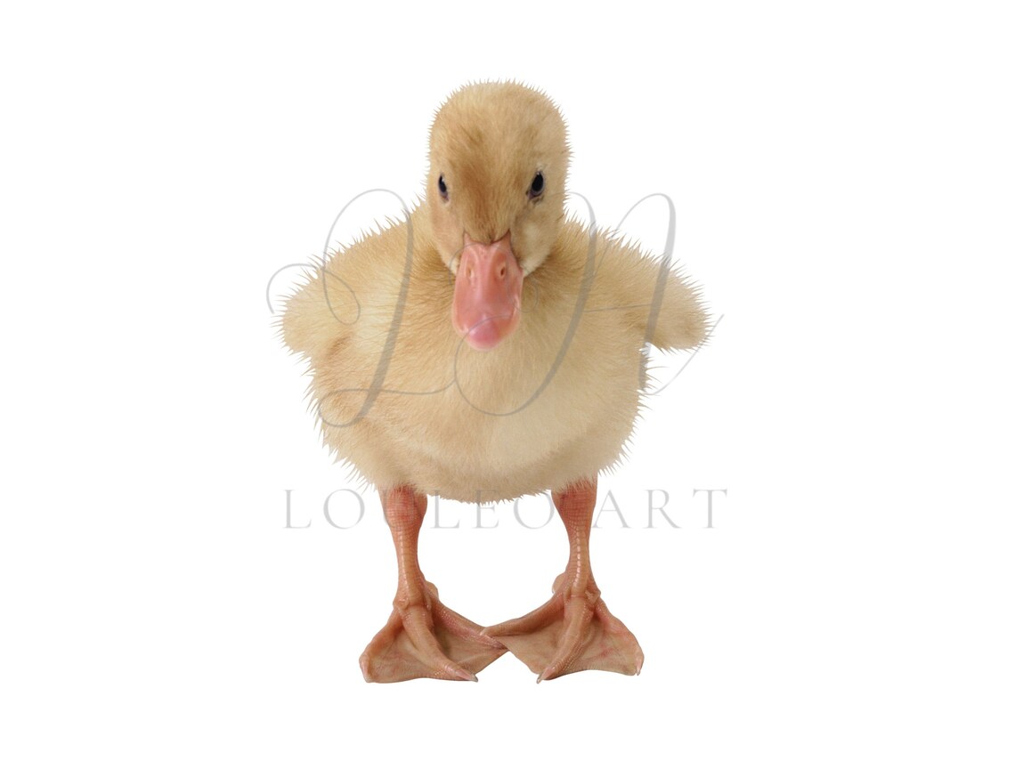 Baby Duck Wall Art, Baby Bedroom, Set of 4 Printable Digital Download ...
