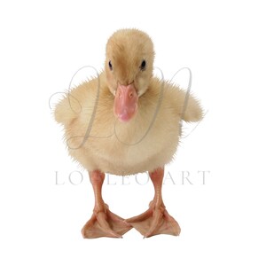 Baby Duck Wall Art, Baby Bedroom, Set of 3 Printable Digital Download ...