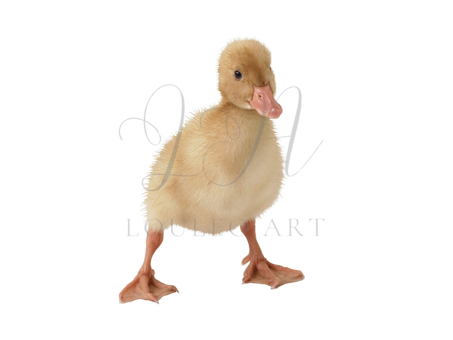 Baby Duck Wall Art, Baby Bedroom, Set of 4 Printable Digital Download ...
