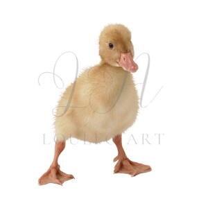 Baby Duck Wall Art, Baby Bedroom, Set of 4 Printable Digital Download ...