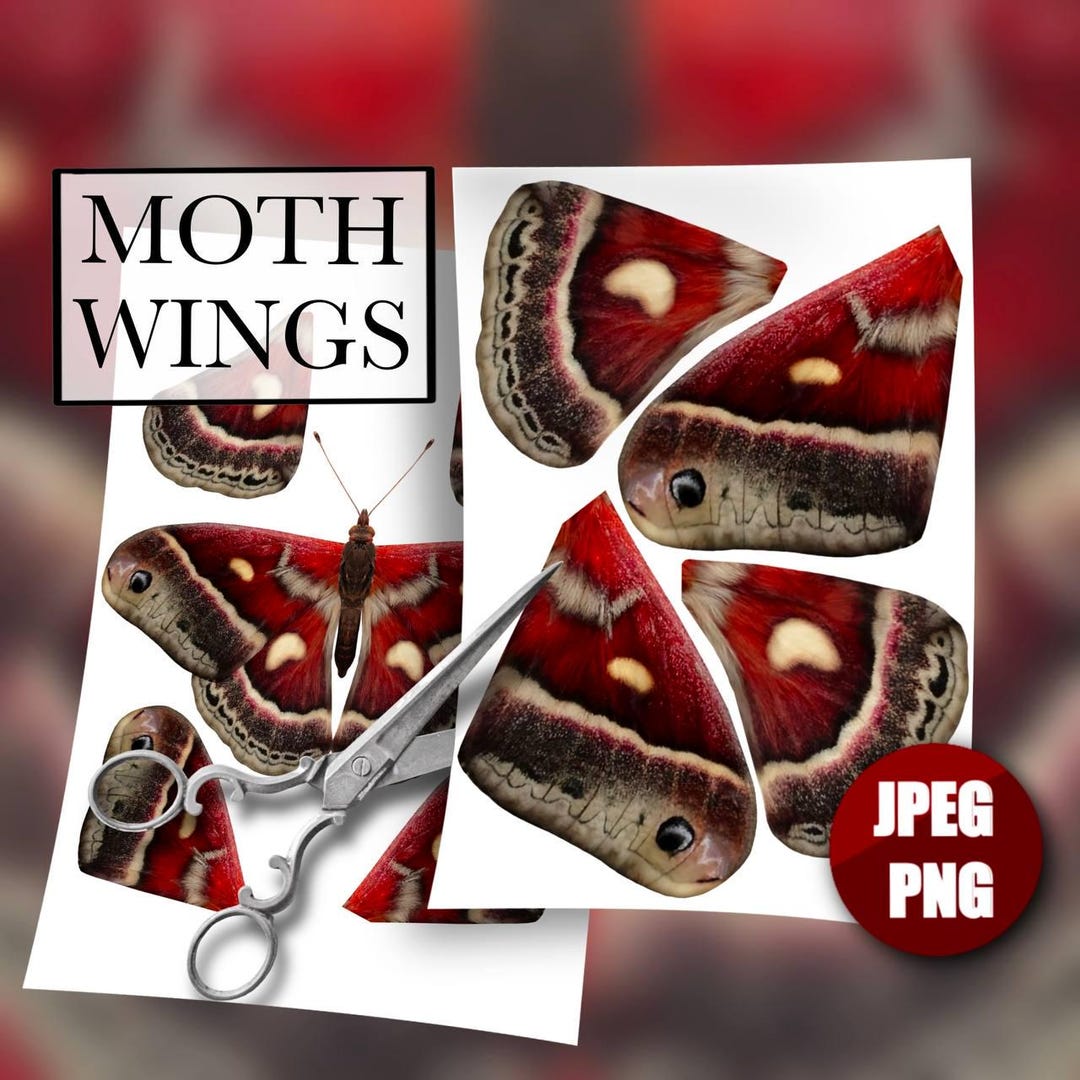 Realistic Butterfly Wings Digital Drawing Moth Png File Downloads - Etsy