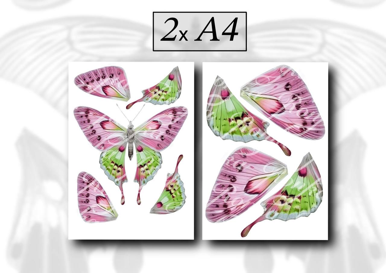 Realistic Butterfly Wings Digital Drawing Moth Png File Downloads - Etsy