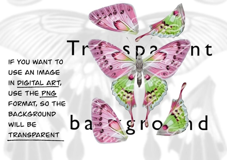 Realistic Butterfly Wings Digital Drawing Moth Png File Downloads - Etsy
