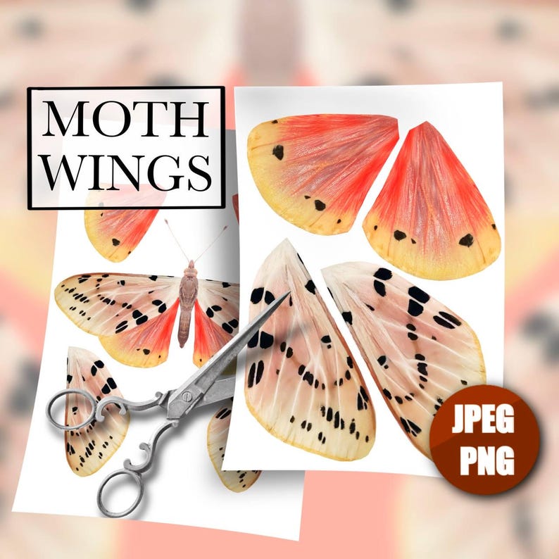 Realistic Butterfly Wings Digital Drawing Moth Png File Downloads - Etsy