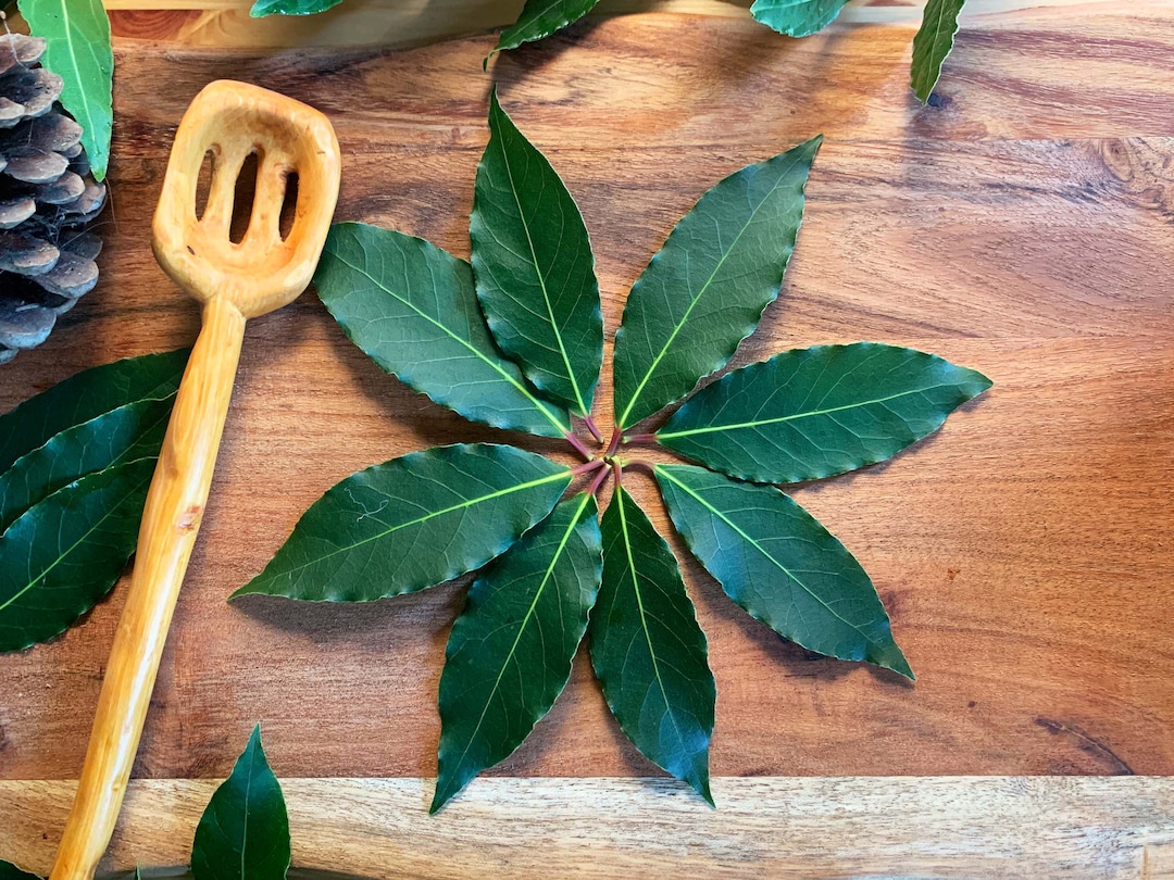 Organic Bay Leaves/fresh Bay Leaves/organic Whole Bay Leaves/cooking ...